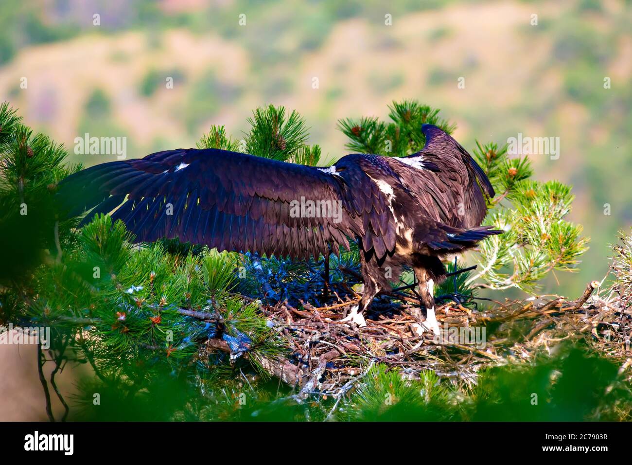Vulture nest. Cinereous Vulture. Pine tree. Green forest background ...