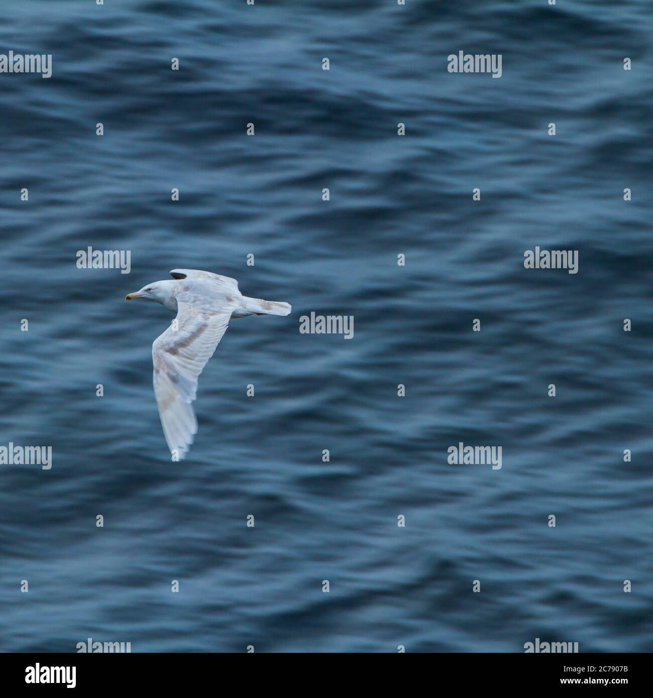 ICELAND GULL (Larus glaucoides Stock Photo - Alamy