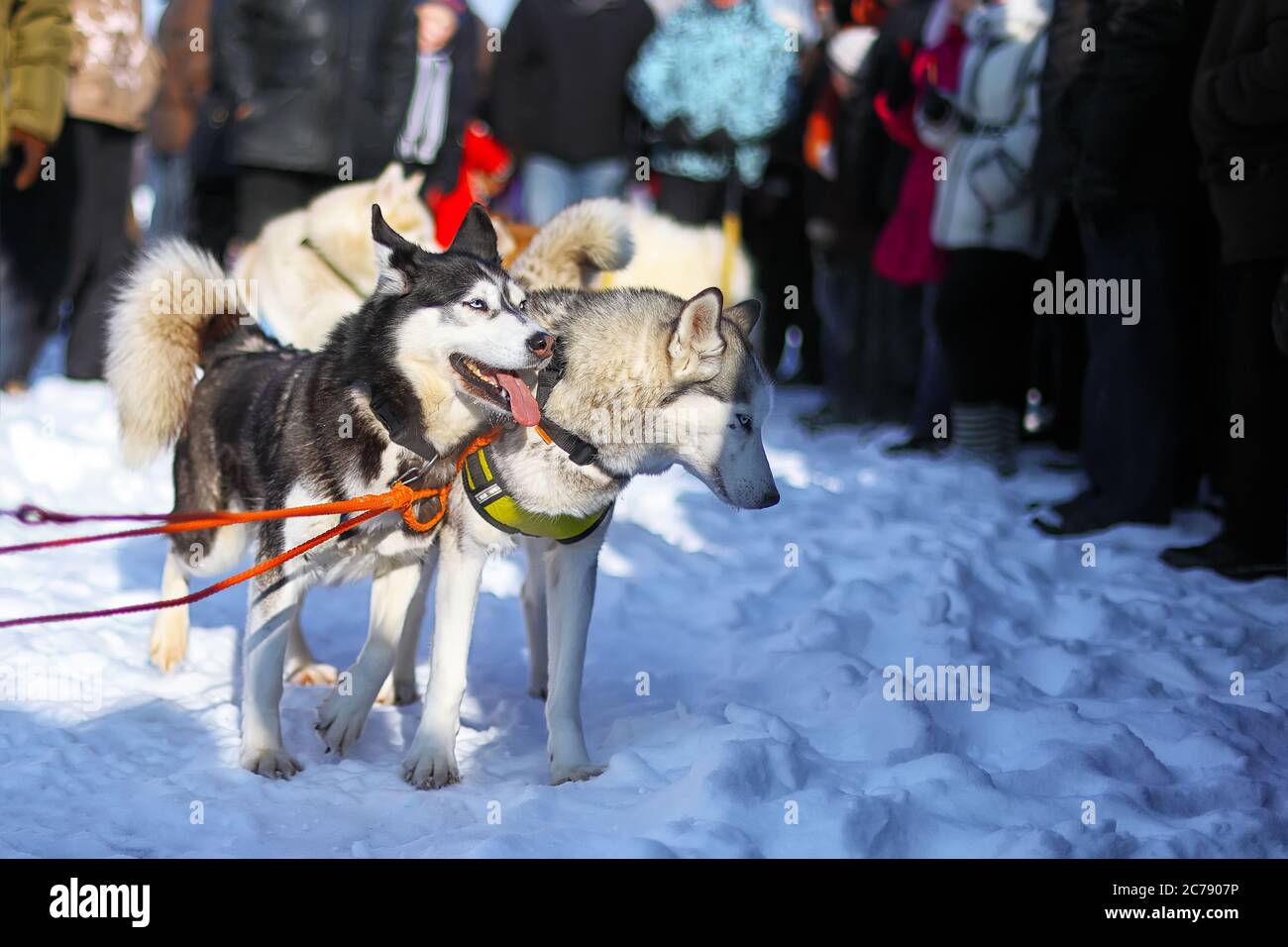 Sledding with husky dogs in Lapland Finland. Husky dog sledge Stock ...