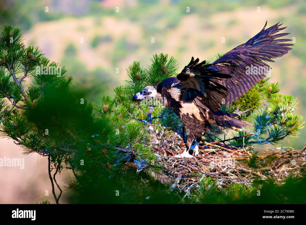 Vulture nest hi-res stock photography and images - Alamy
