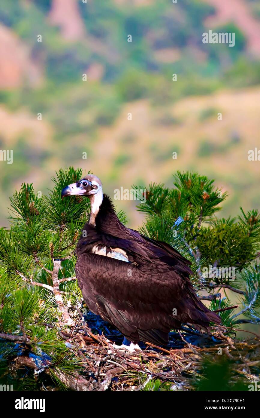 Vulture nest. Cinereous Vulture. Pine tree. Green forest background ...