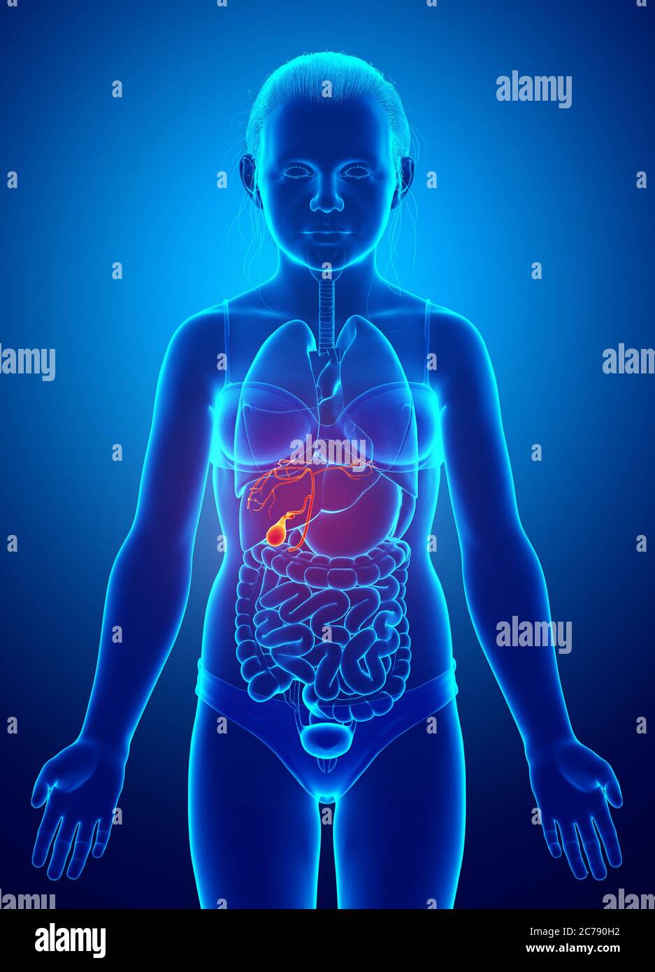 3d rendered medically accurate illustration of girl Organs Gallbladder ...