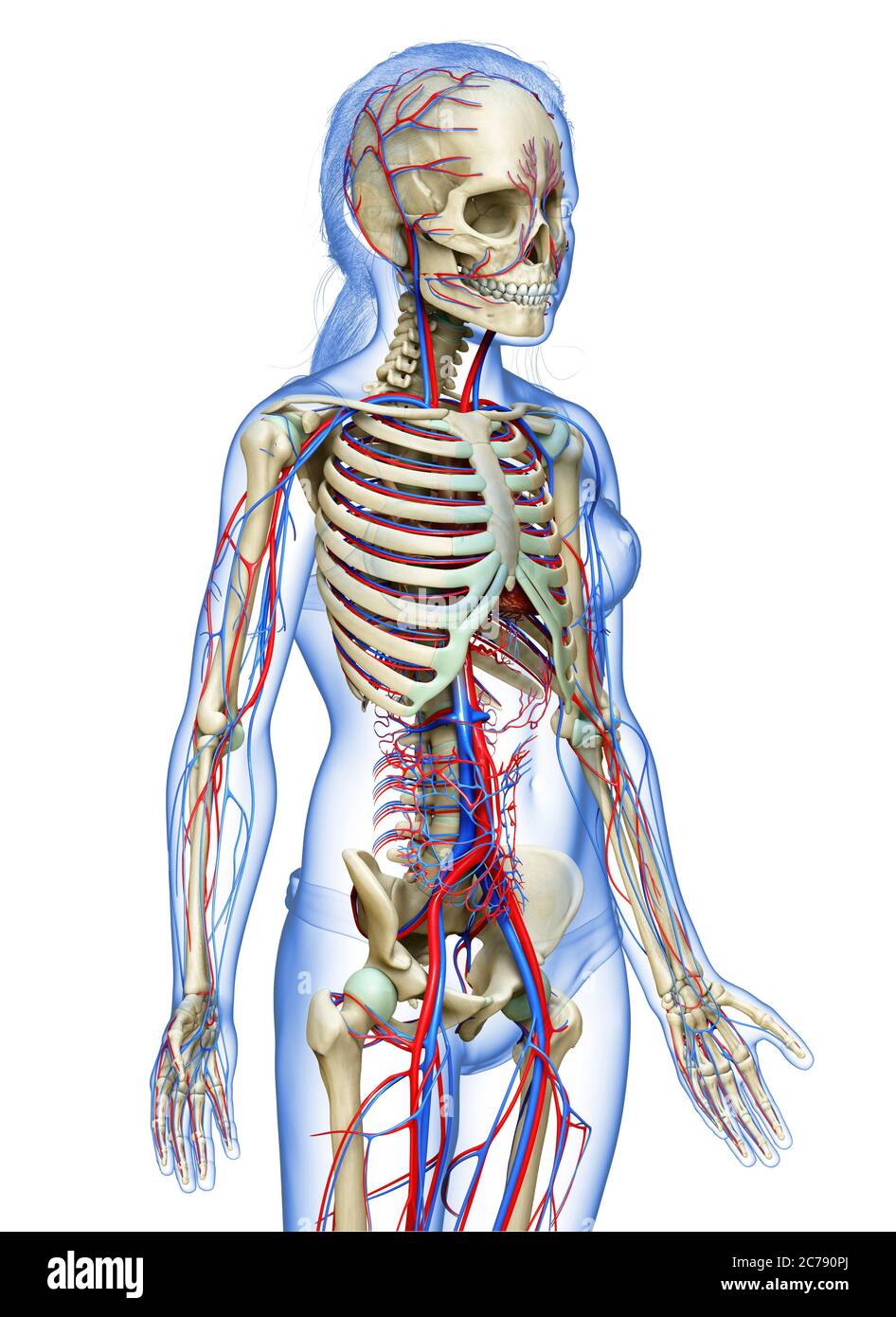 3d rendered medically accurate illustration of the young girl ...