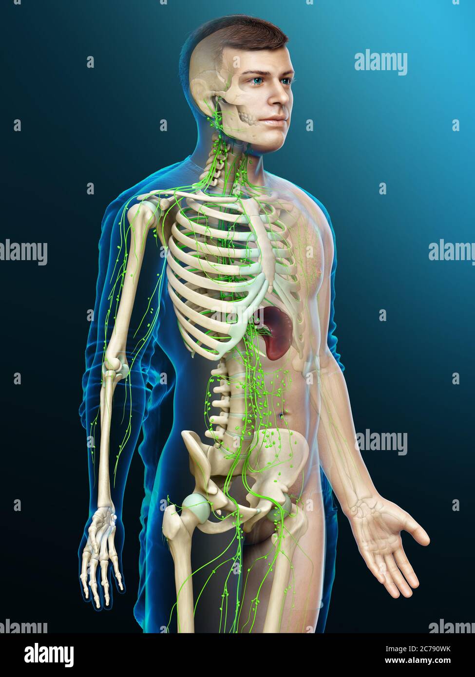 3d rendered medically accurate illustration of a male lymphatic system ...