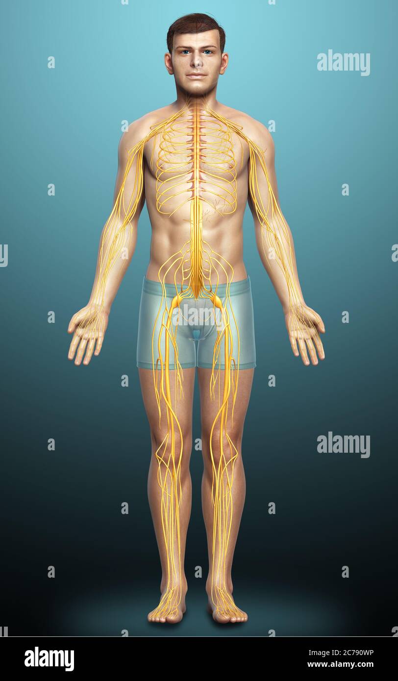 3d rendered medically accurate illustration of a male nervous system ...