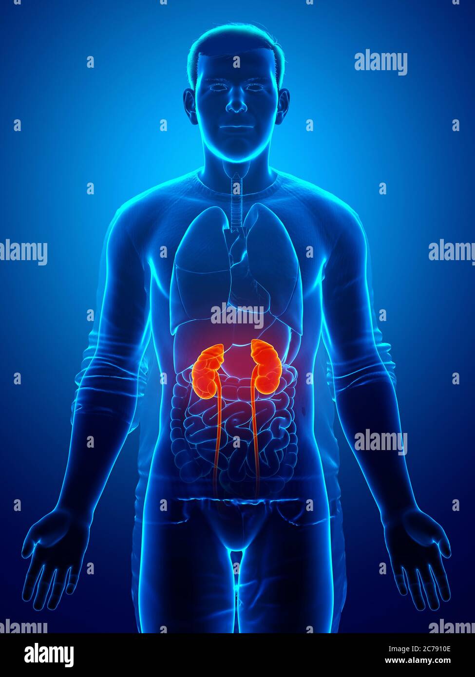 3d rendered, medically accurate illustration of the highlighted kidneys ...
