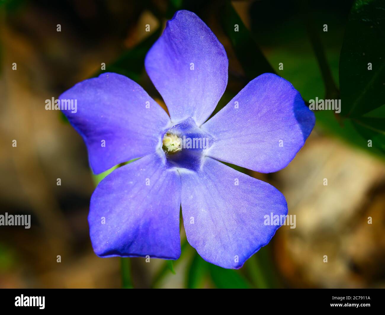 Blue periwinkle hi-res stock photography and images - Alamy