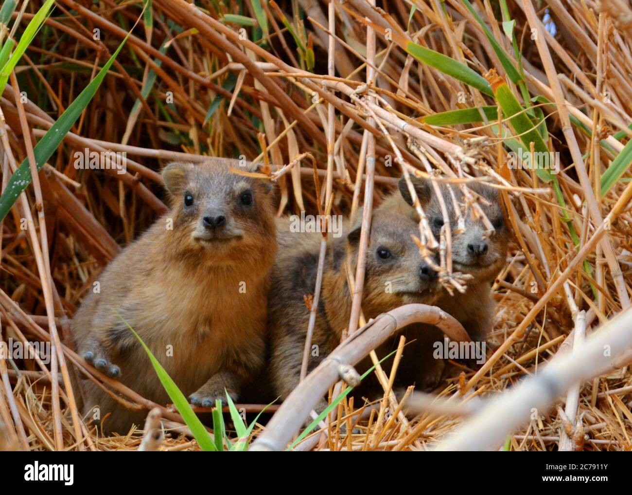 Ein Gedi Animals High Resolution Stock Photography and Images - Alamy
