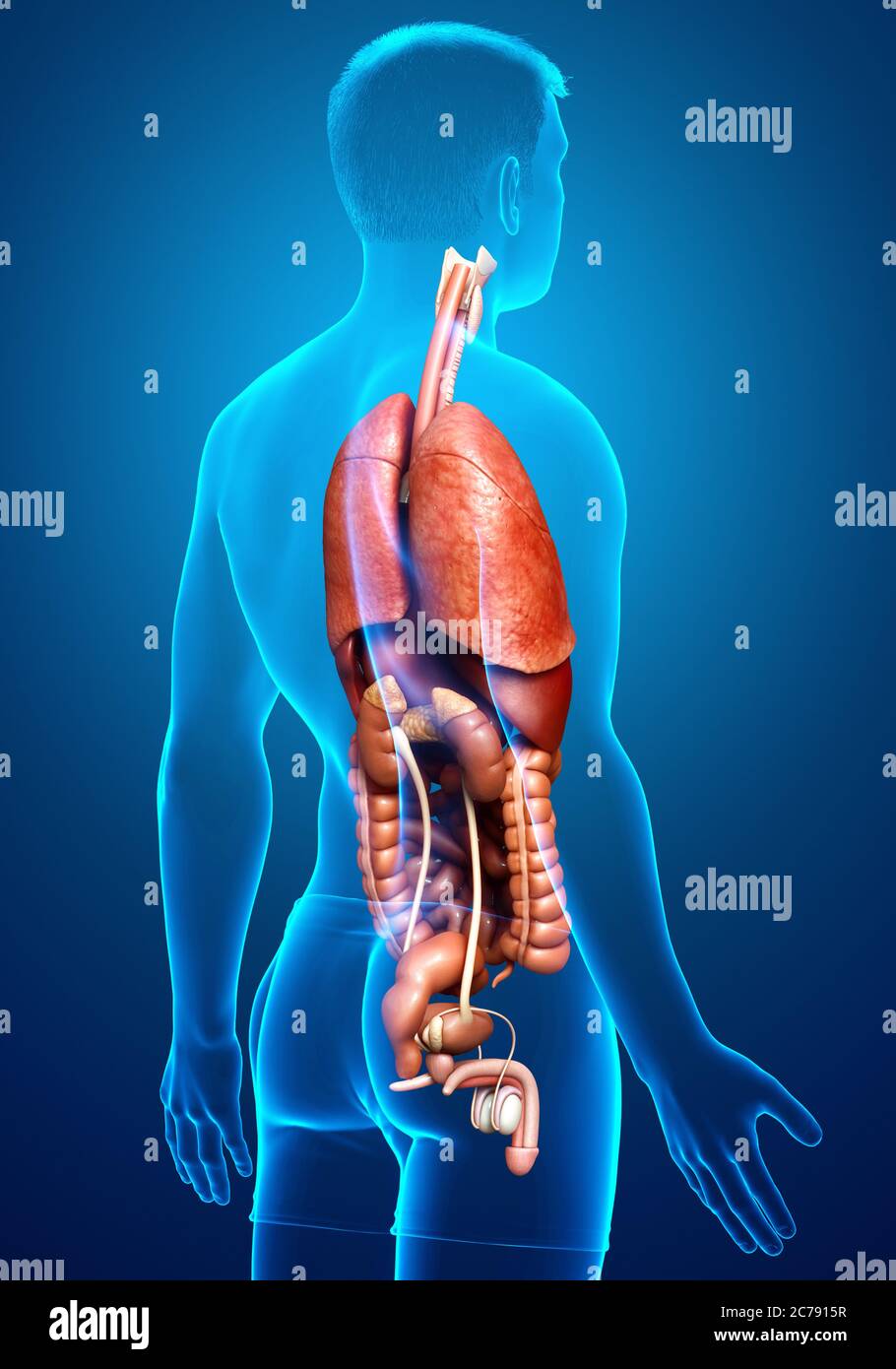 3d rendered medically accurate illustration of male Internal organs ...