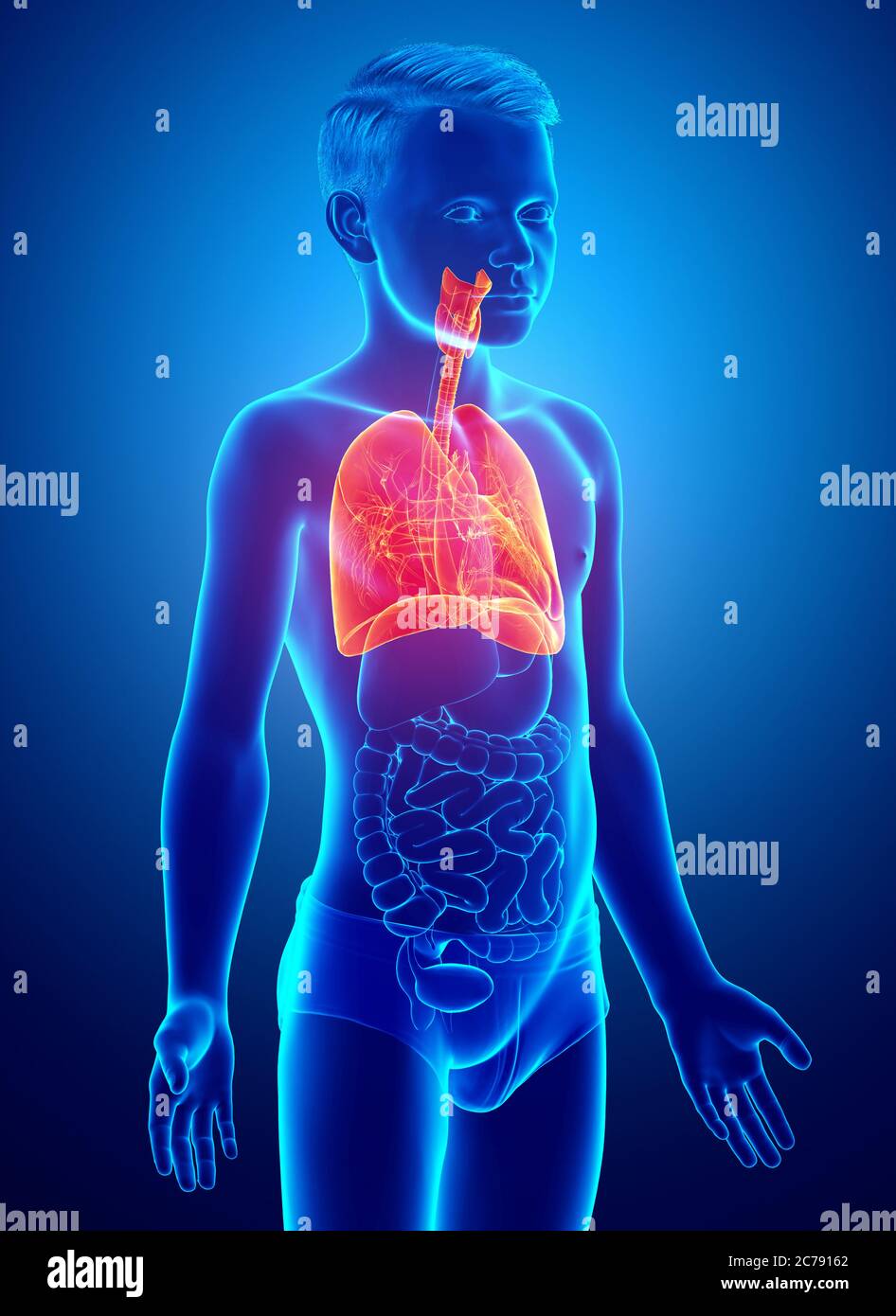3d rendered, medically accurate illustration of a young boy lung ...