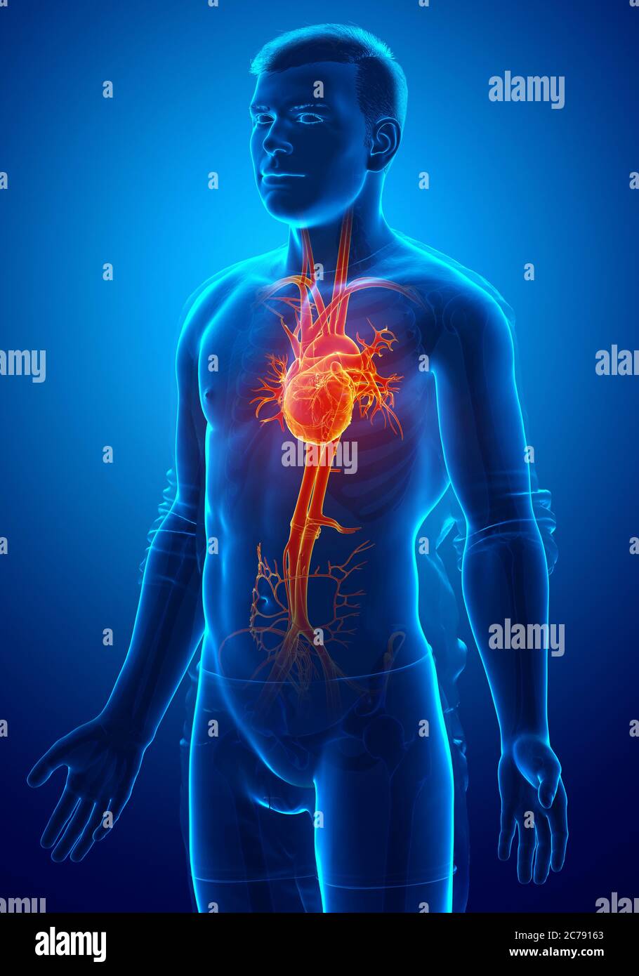 Highlighted human heart hi-res stock photography and images - Alamy