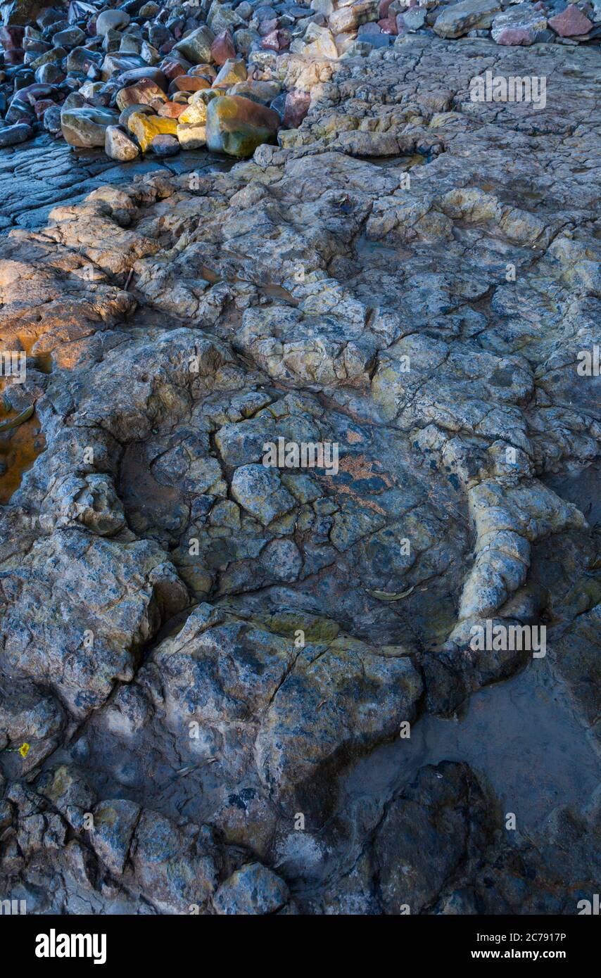 Largest ichnites of sauropod dinosaurs, La Griega Beach, Lastres ...