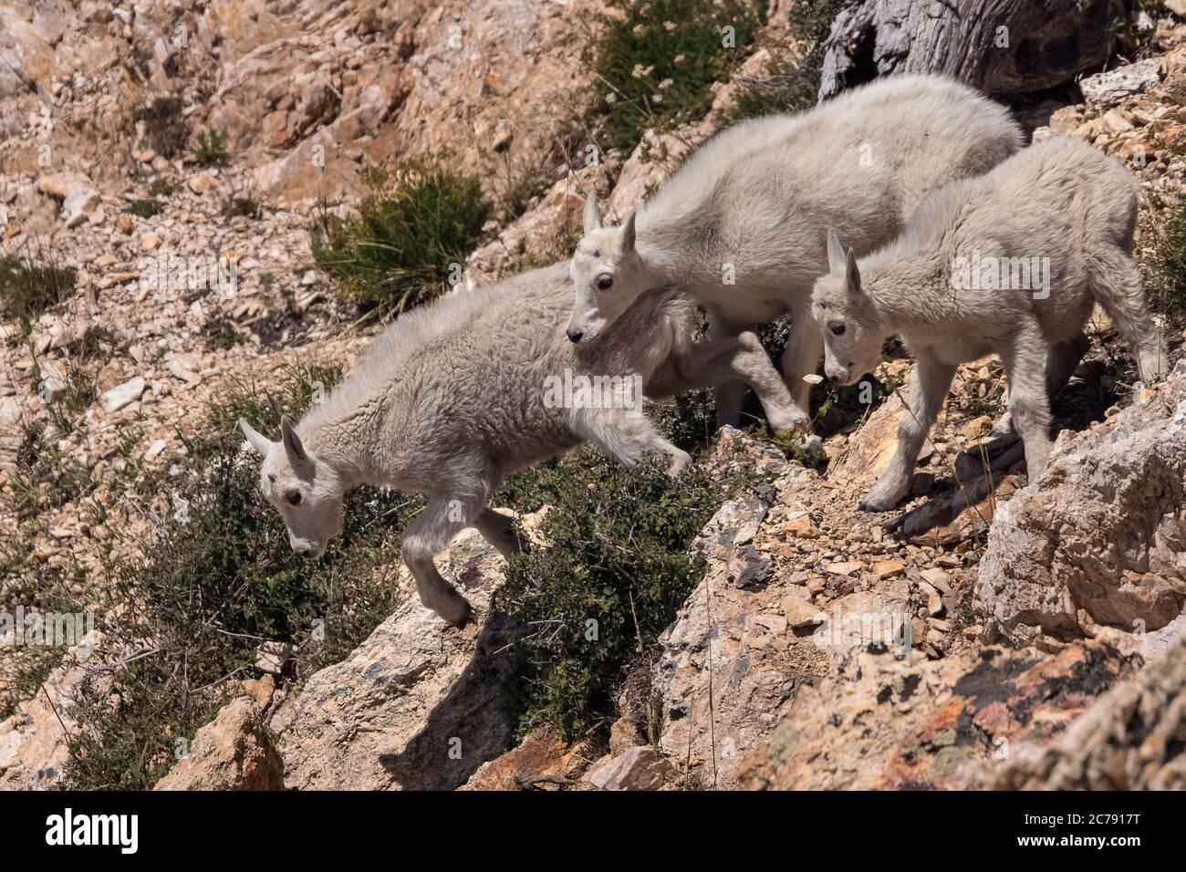 Mountain goat hooves hi-res stock photography and images - Alamy