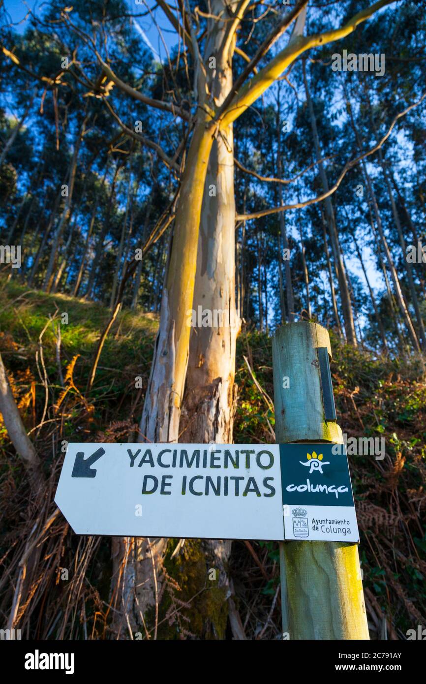 Largest ichnites of sauropod dinosaurs, La Griega Beach, Lastres ...