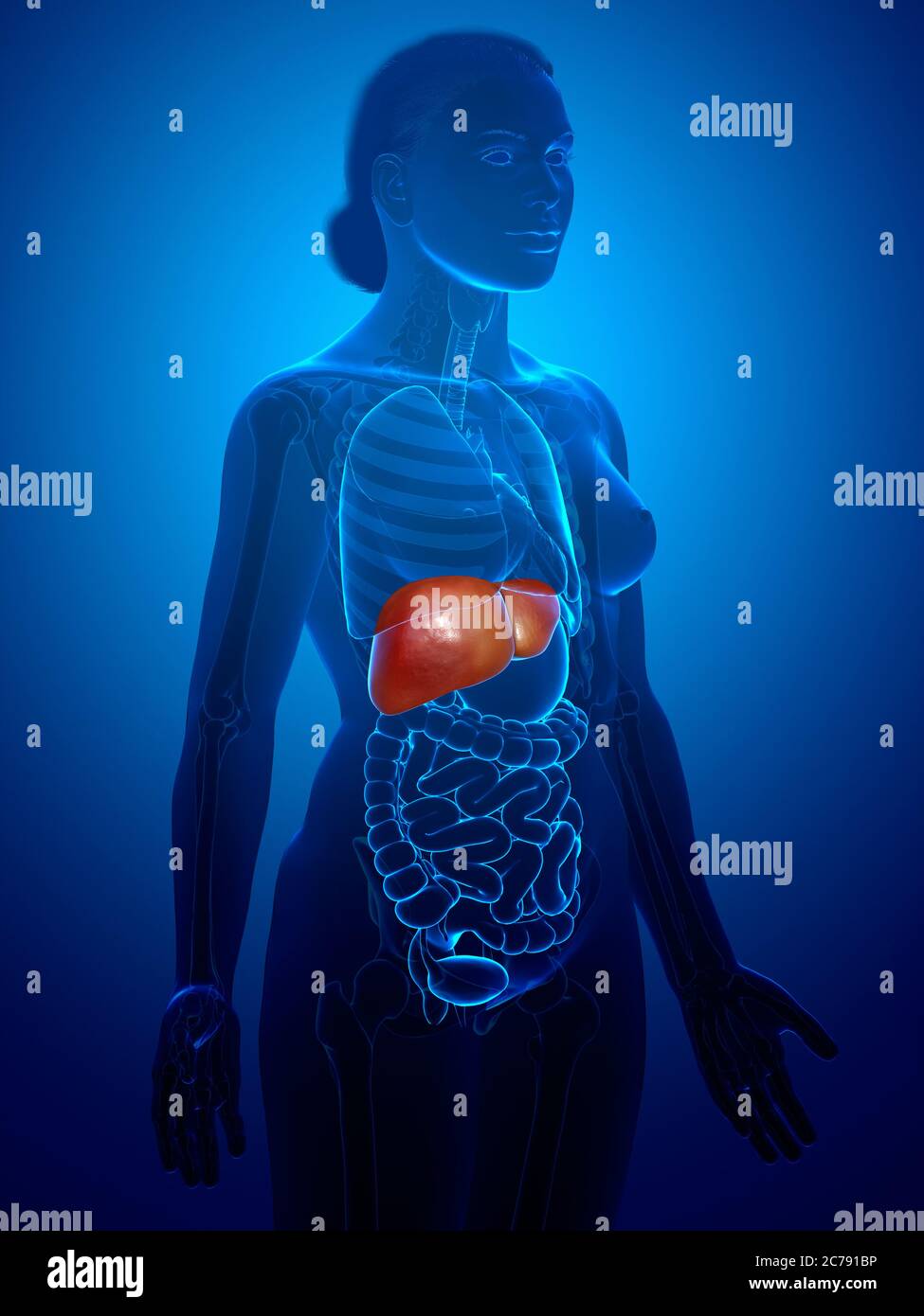 3d rendered, medically accurate illustration of female Liver Anatomy ...