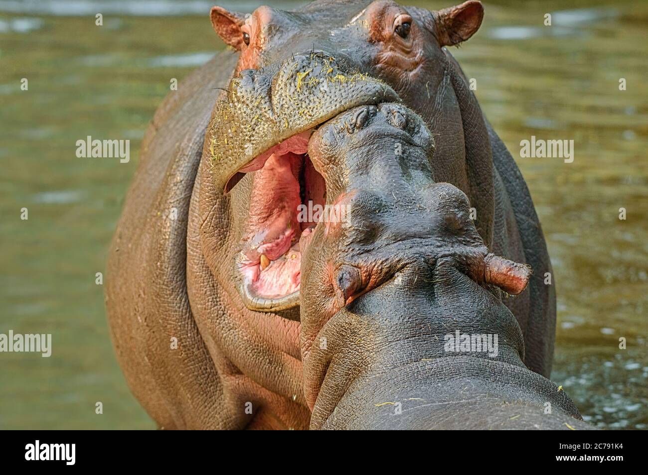 Baby hippos play hi-res stock photography and images - Alamy