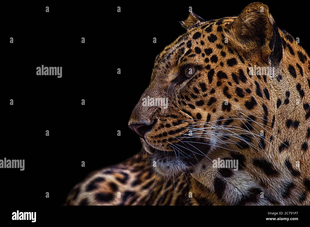 Portrait of Leopard resting on a log against a black background Stock ...