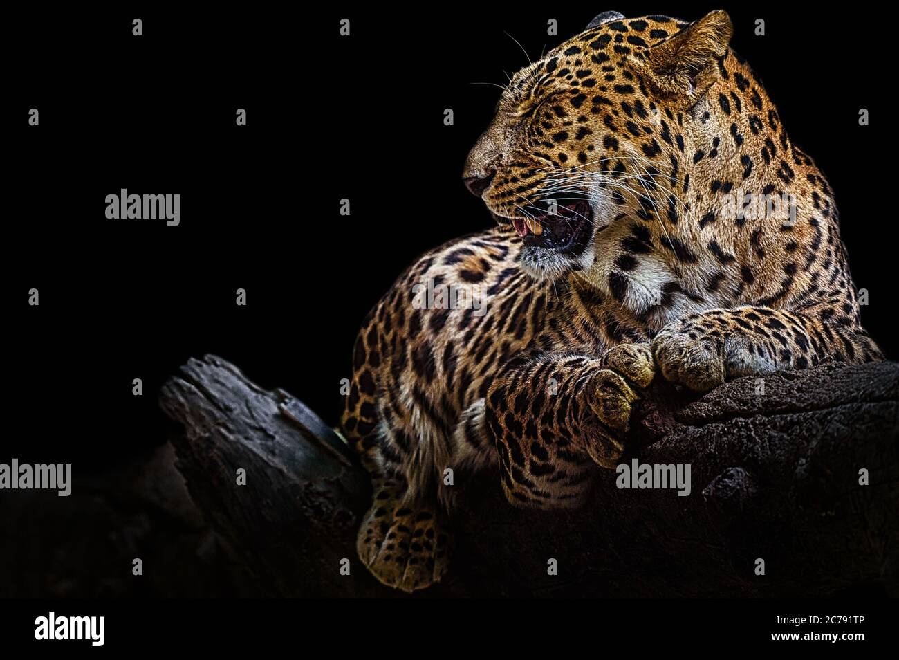 Portrait of Leopard resting on a log against a black background Stock ...