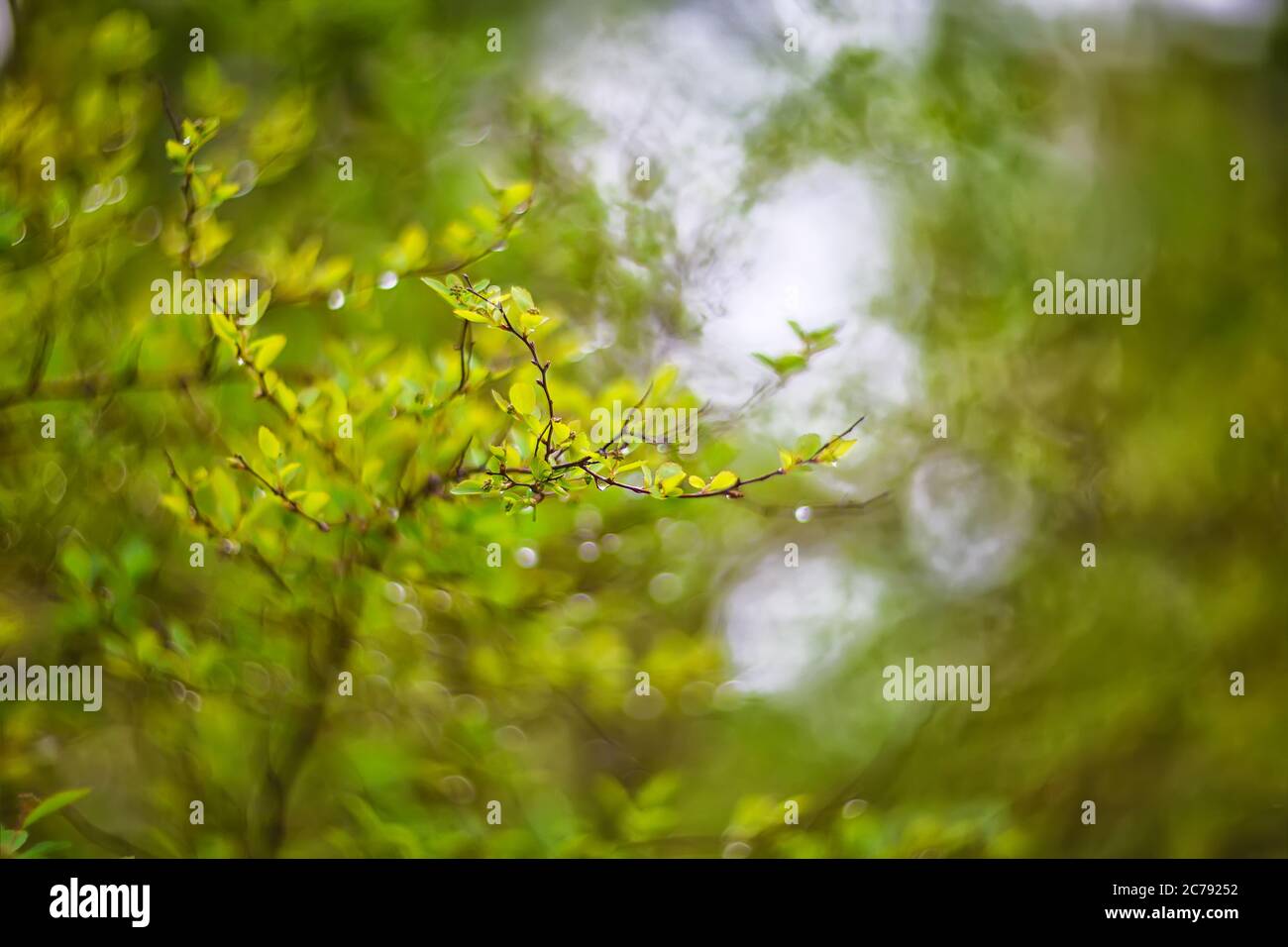twinkling lights vivid color blurred bokeh spring from leaf background. Abstract nature and soft ...