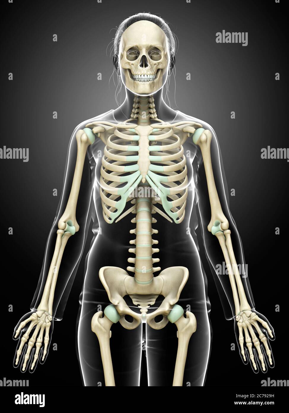 3d rendered, medically accurate illustration of a female skeleton ...