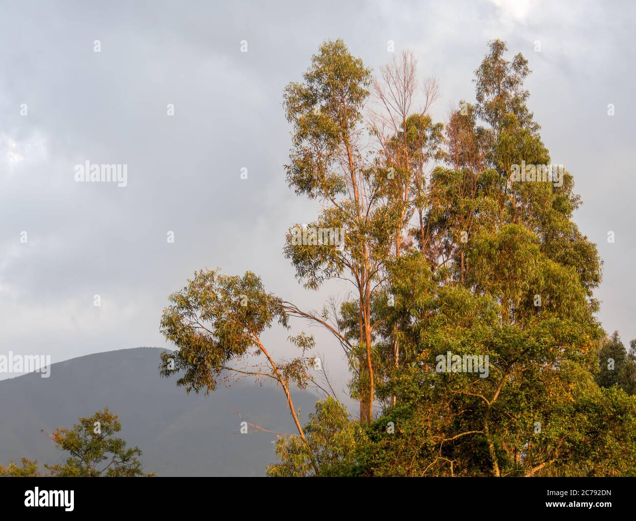 The canopy of some eucalyptus trees with the light of the sunset ...