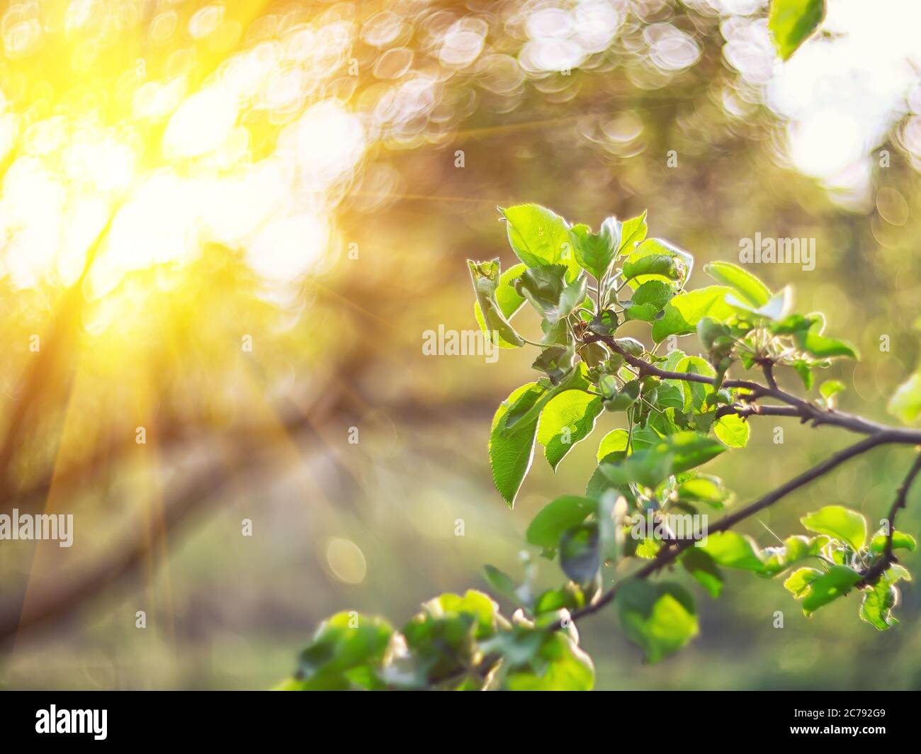 twinkling lights vivid color blurred bokeh spring from leaf background. Abstract nature and soft ...
