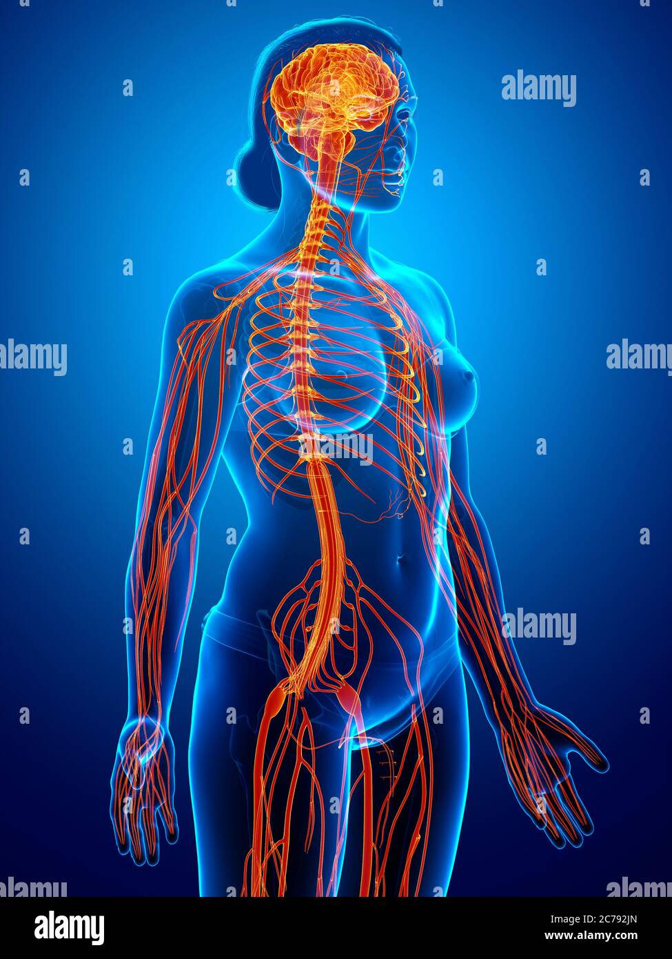 3d rendered medically accurate illustration of a female nervous system ...