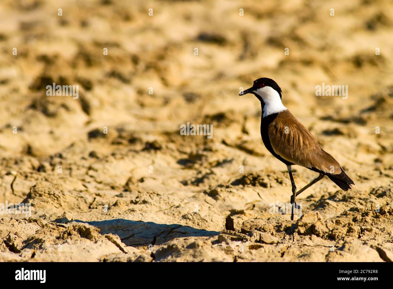 Nature and bird. Spur winged Lapwing. Vanellus spinosus. Drought nature ...