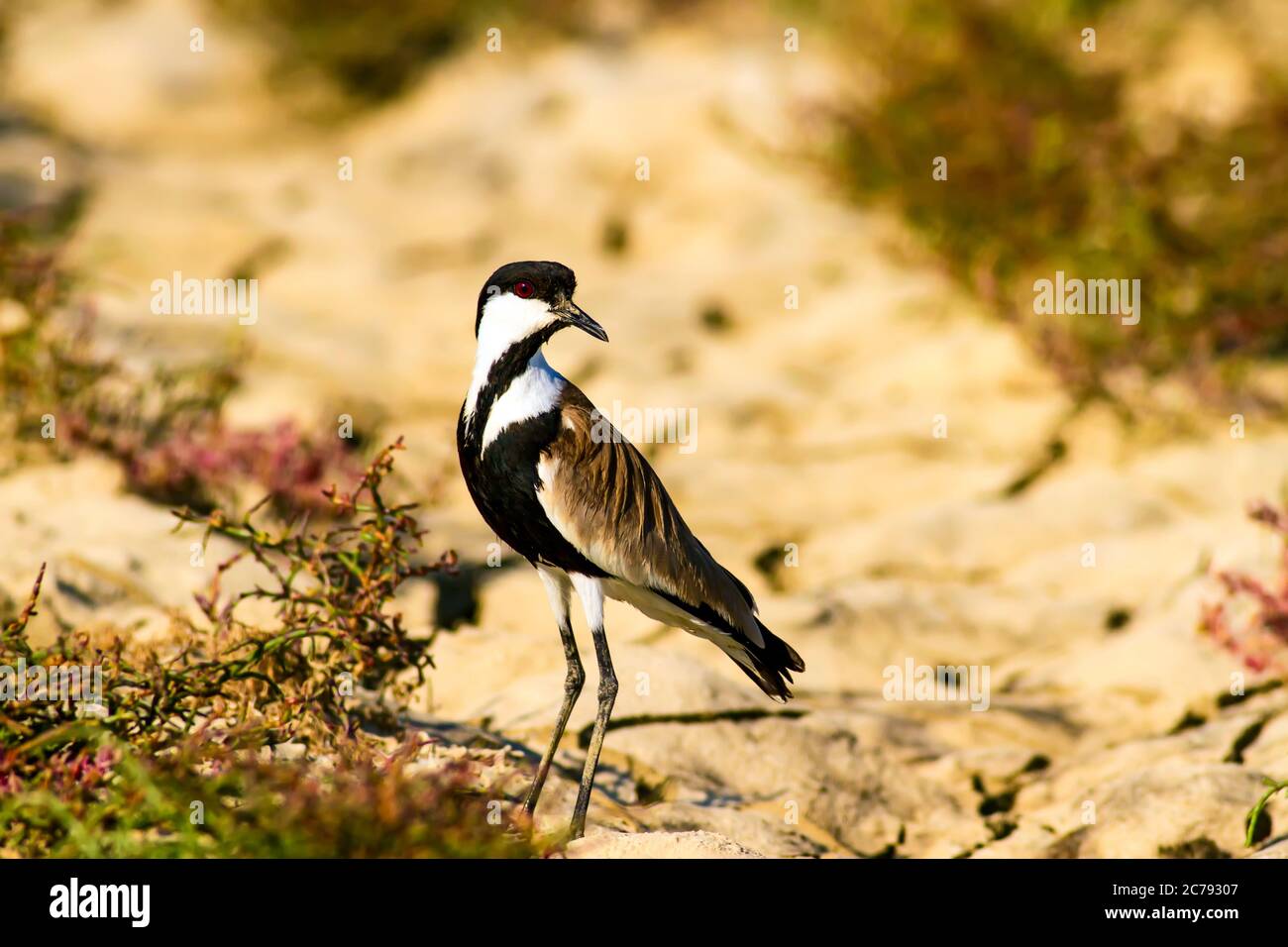Nature and bird. Spur winged Lapwing. Vanellus spinosus. Drought nature ...