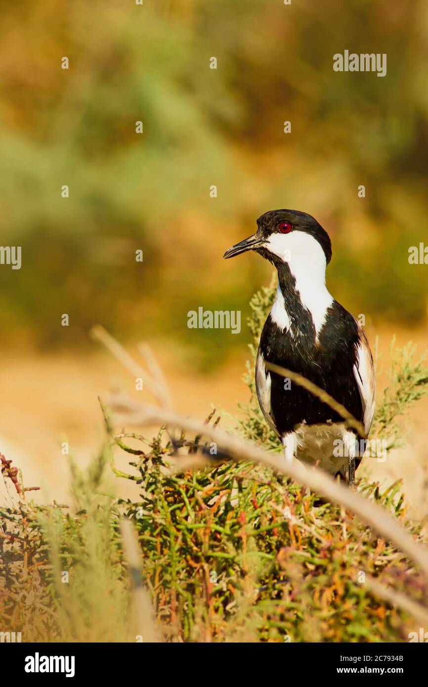 Nature and bird. Spur winged Lapwing. Vanellus spinosus. Drought nature ...