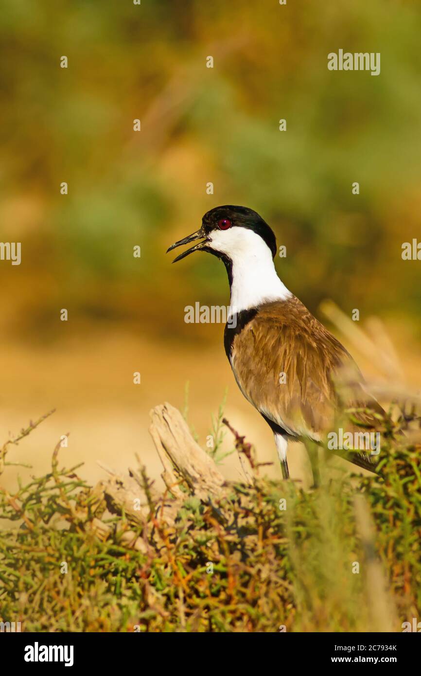 Nature and bird. Spur winged Lapwing. Vanellus spinosus. Drought nature ...