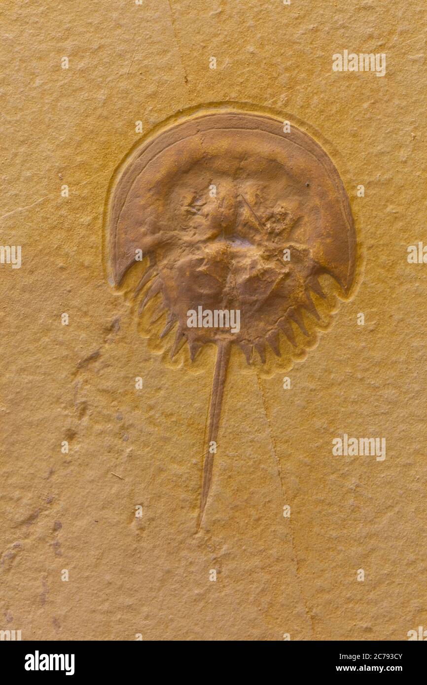 Mesolimulus fossil, Jurassic Sup. period, Jurasic Museum of Asturias ...