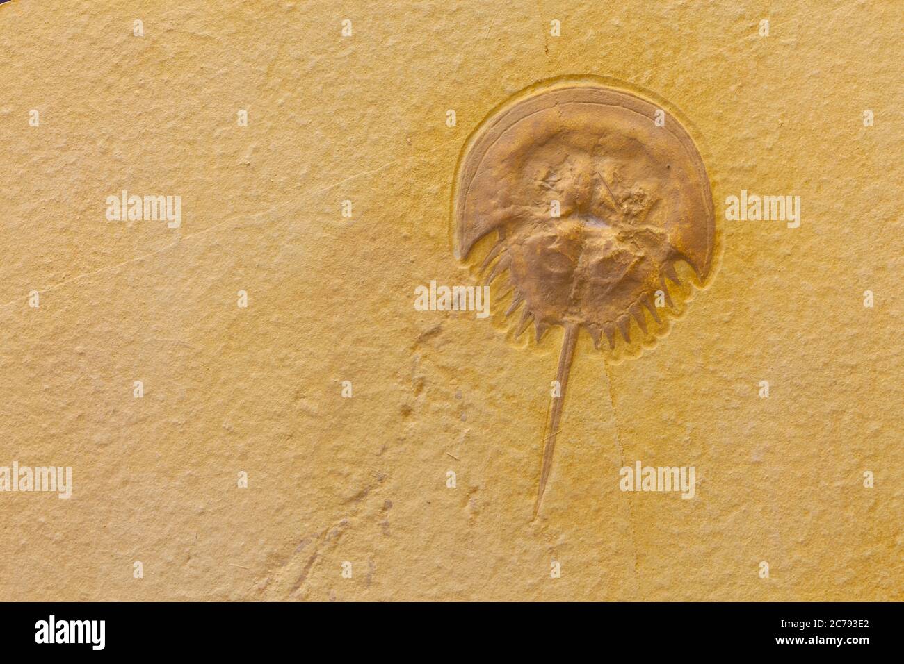 Mesolimulus fossil, Jurassic Sup. period, Jurasic Museum of Asturias ...