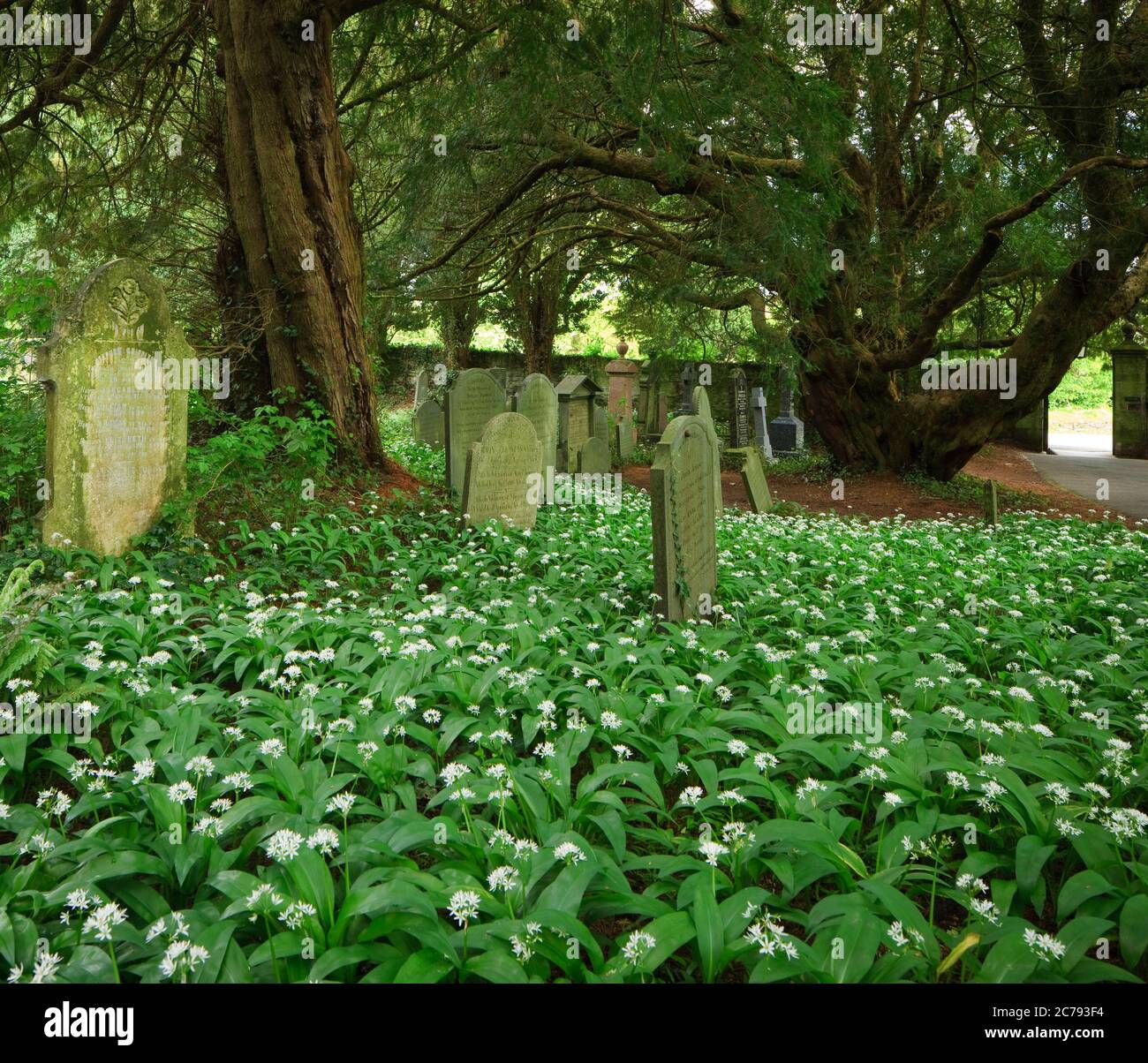Bleeding yews hi-res stock photography and images - Alamy