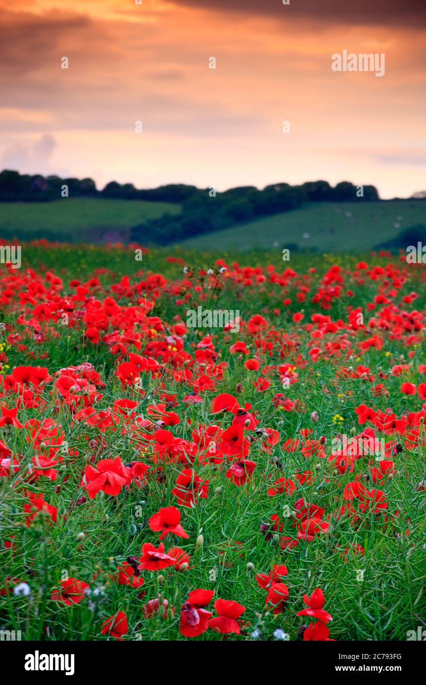 Poppy fields wales hi-res stock photography and images - Alamy