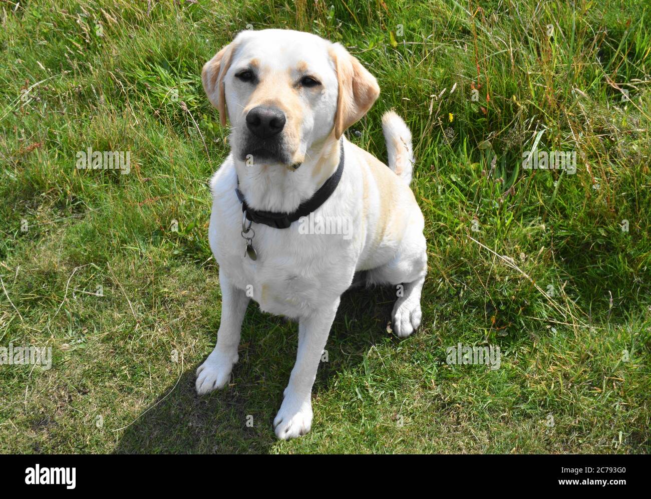 Yellow labrador sitting patiently on grass,waiting for instructions ...