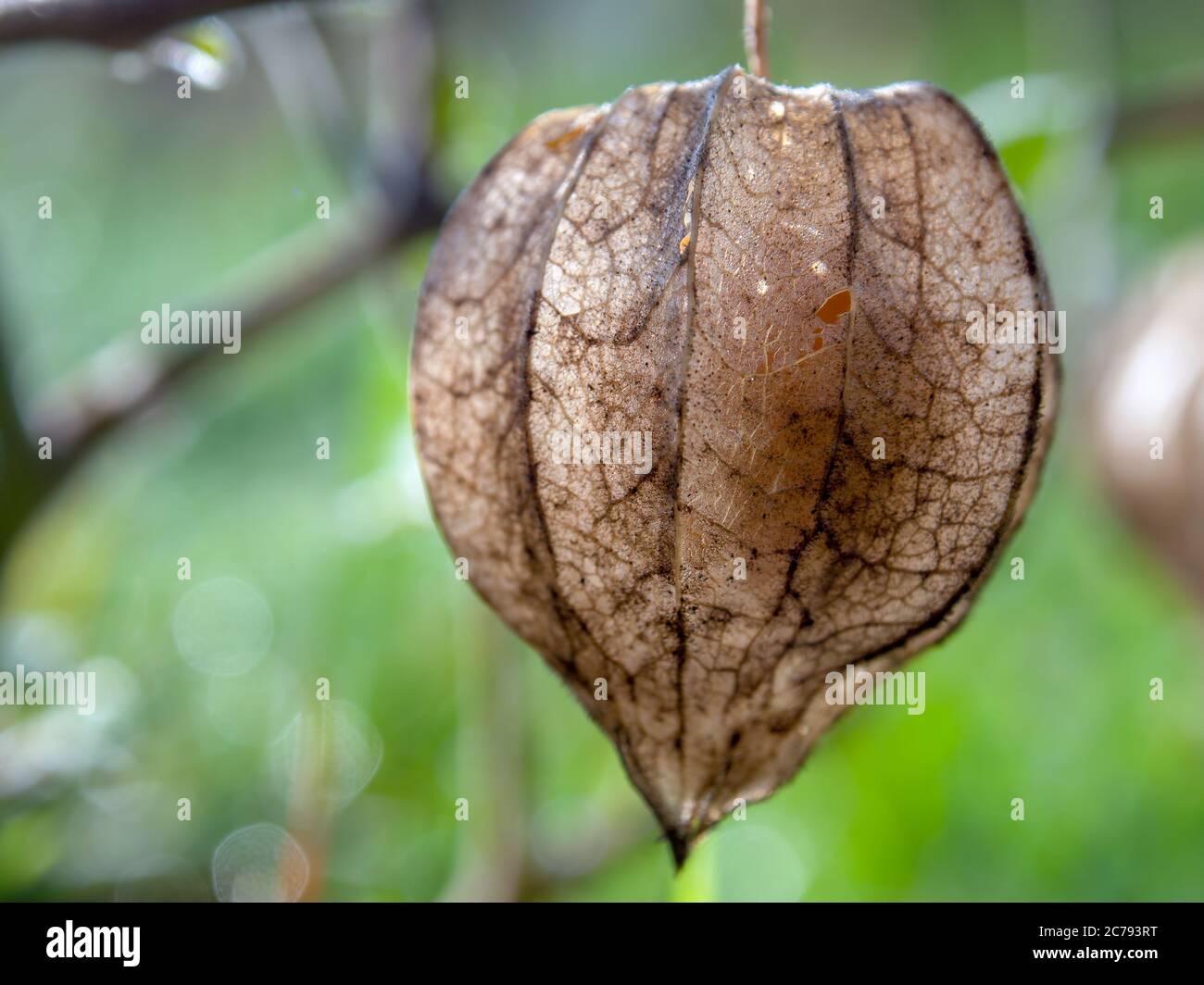 Calyx High Resolution Stock Photography and Images - Alamy