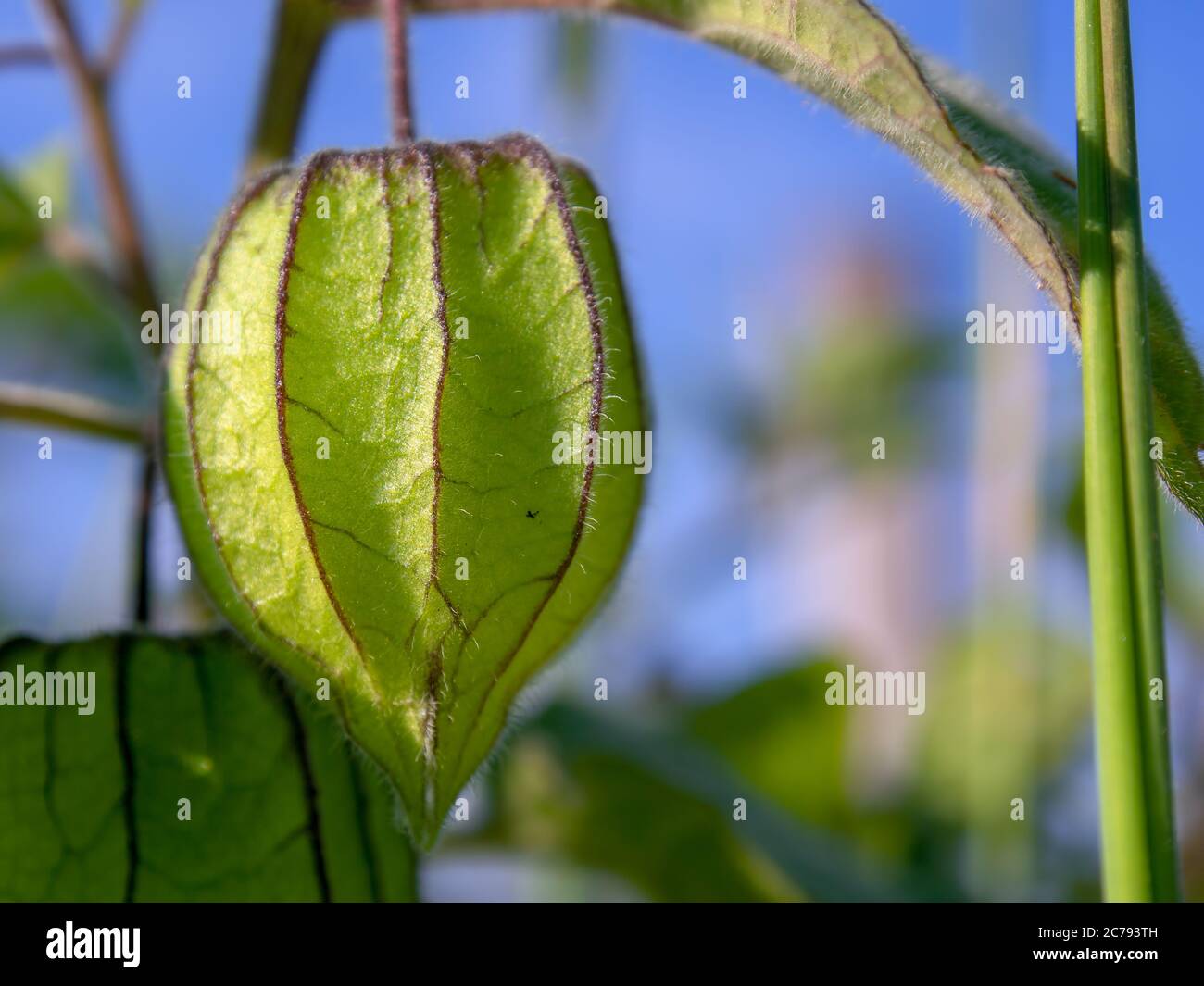 Macro photography the green calix of the goldenberry exotic fruit Stock ...