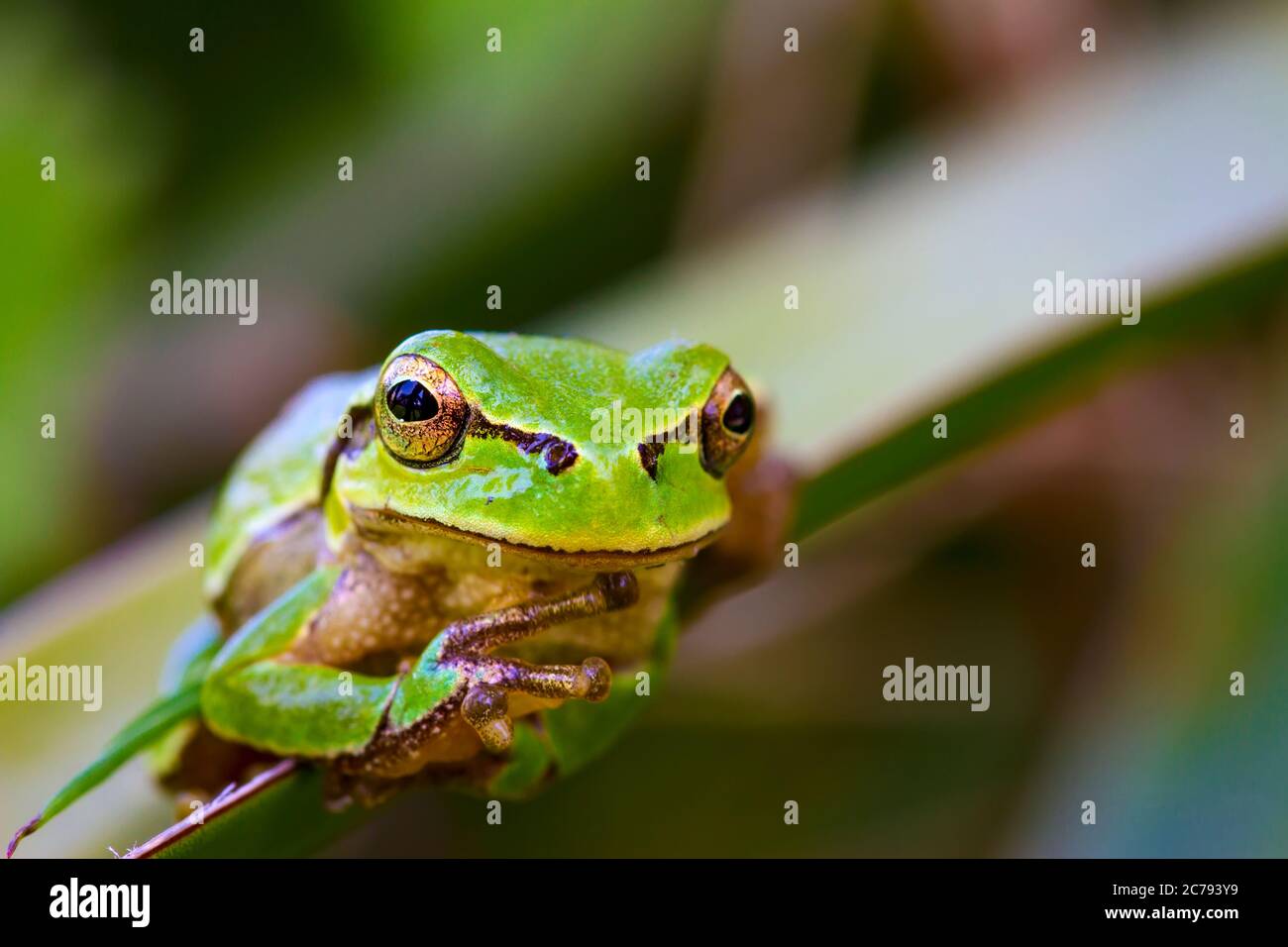 Funny tree frog. Green nature background Stock Photo - Alamy
