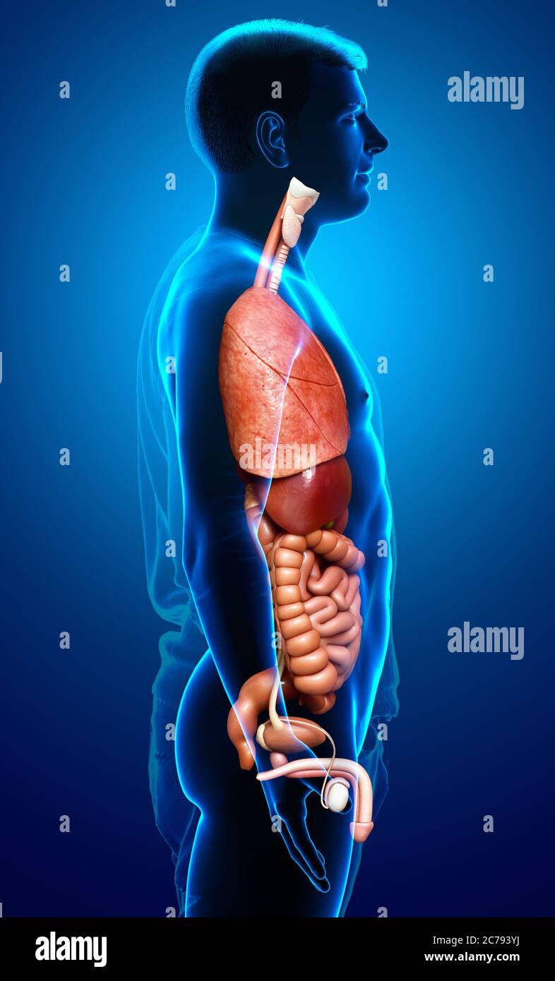 3d rendered medically accurate illustration of male Internal organs ...