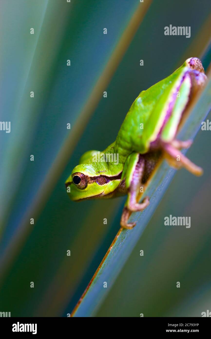 Funny tree frog. Green nature background Stock Photo - Alamy