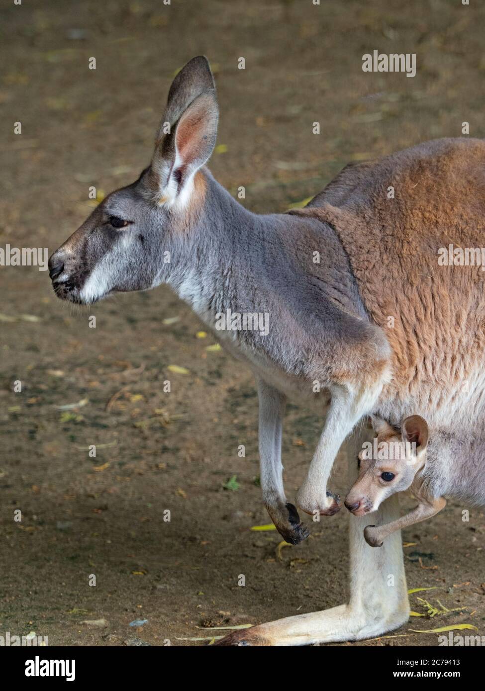 Macropus rufus Red kangaroo with young in pouch Stock Photo - Alamy