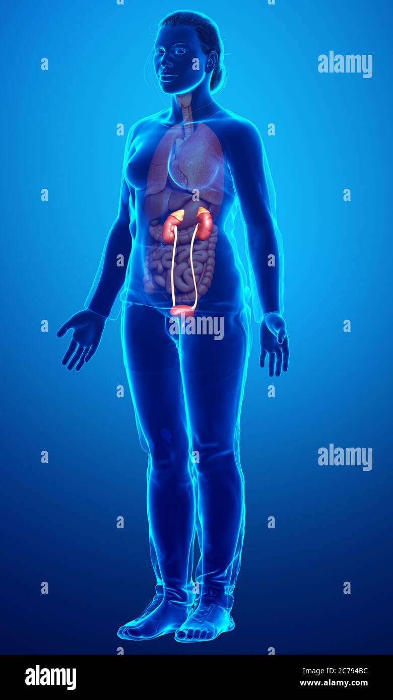 3d rendered, medically accurate illustration of female kidneys Stock ...