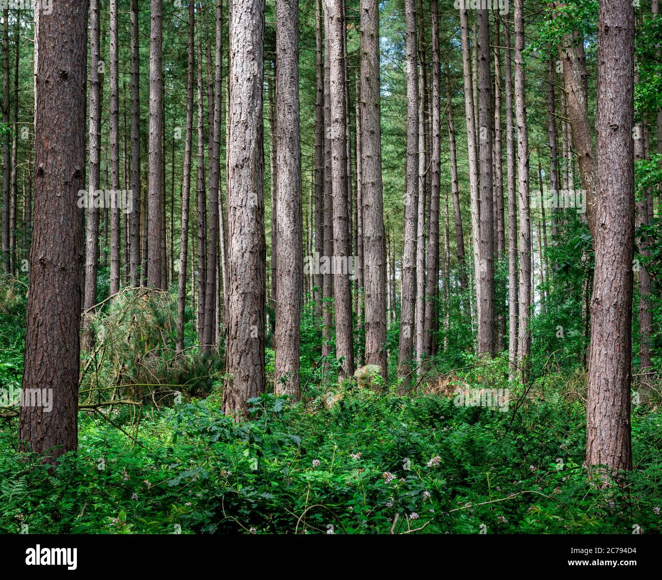 Scots pine trees (Pinus sylvestris) in a woodland scene, Blidworth ...