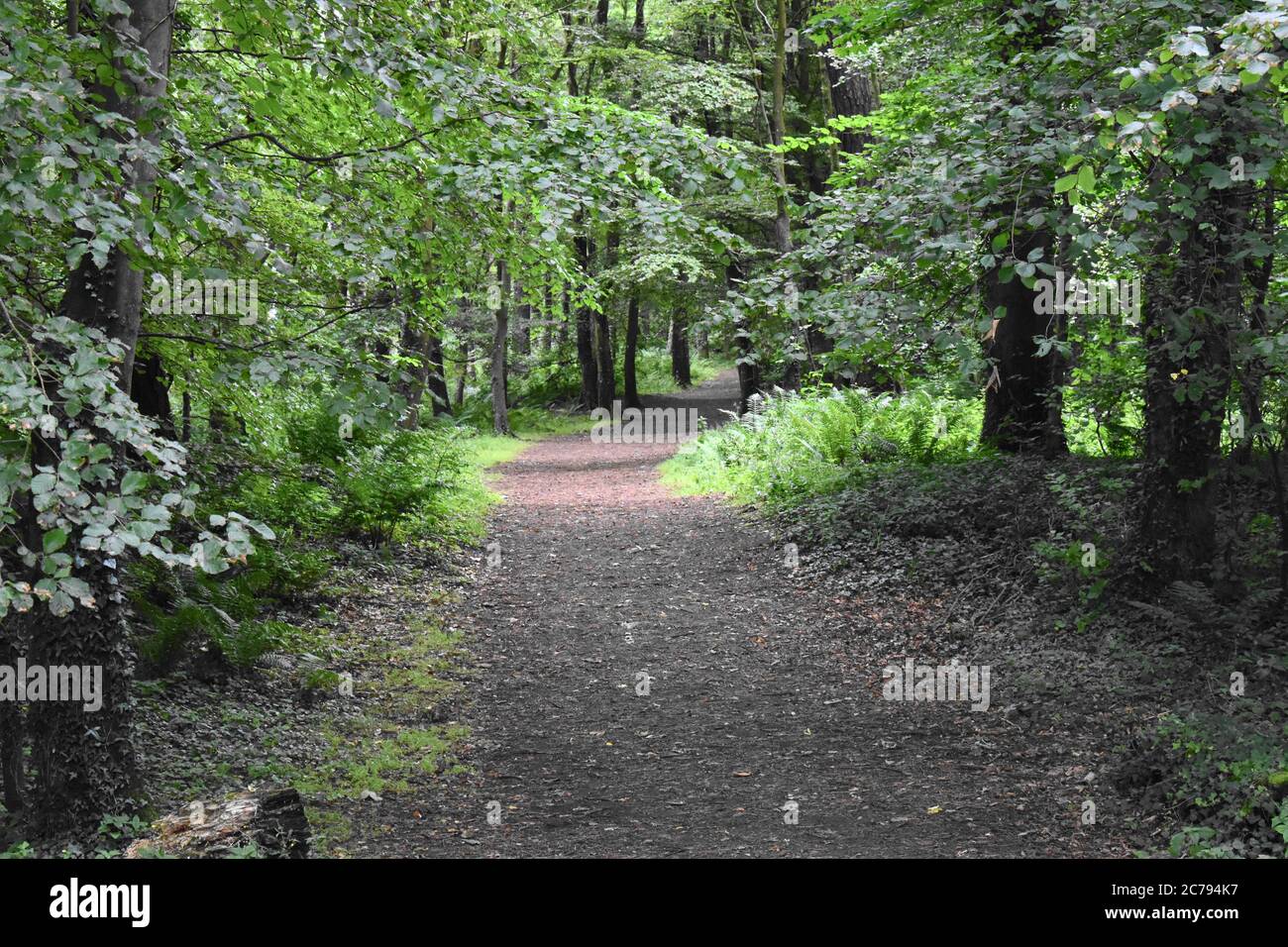 Sunlight streaming through dense trees onto a rocky forest path Stock ...