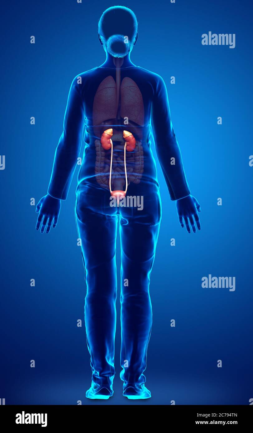 3d rendered, medically accurate illustration of female kidneys Stock ...