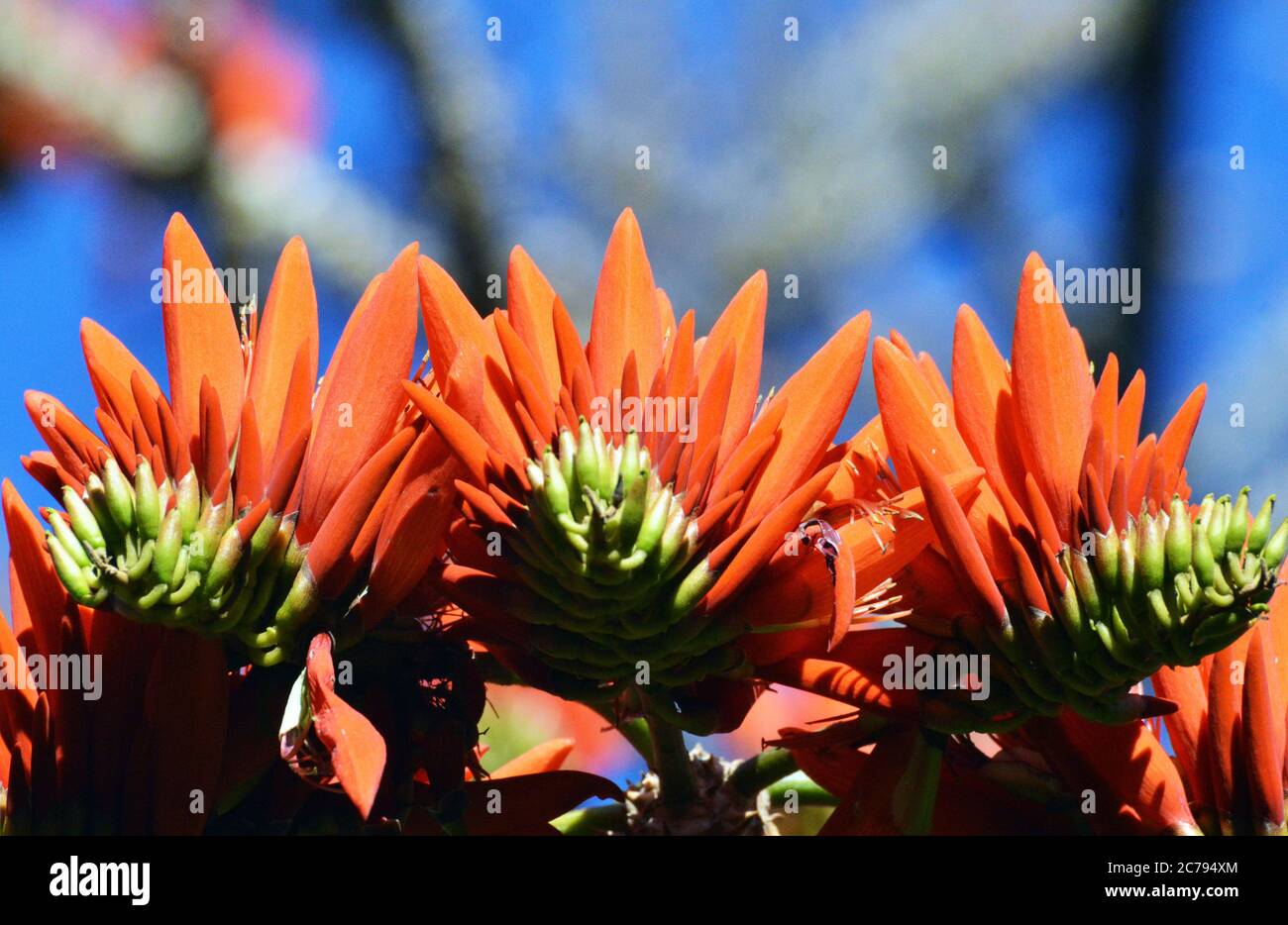 Erythrina variegata hi-res stock photography and images - Alamy