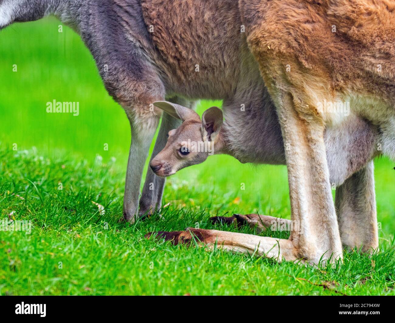 Macropus rufus Red kangaroo with young in pouch Stock Photo - Alamy