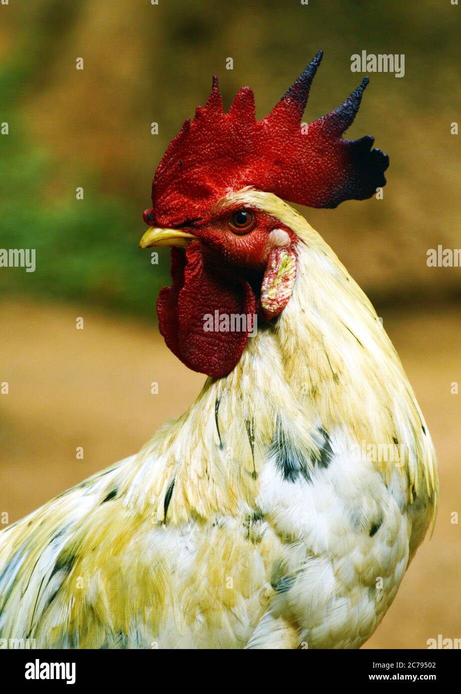 Indian rooster hi-res stock photography and images - Alamy