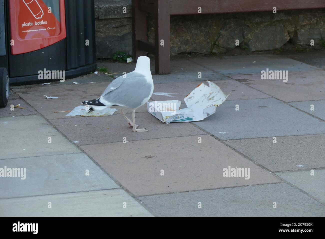 Seagull eating garbage hi-res stock photography and images - Alamy